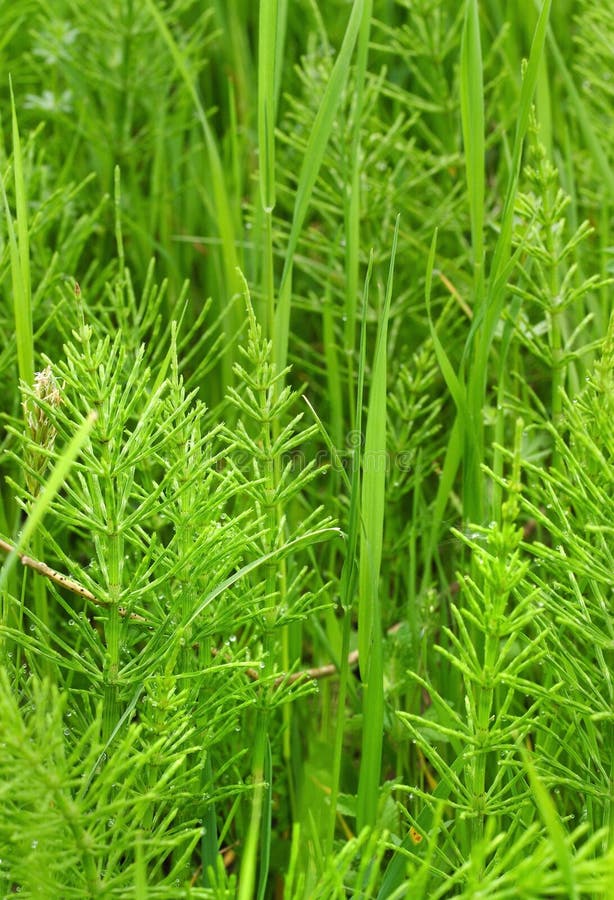 Equiseto imagem de stock. Imagem de lâmina, grama, exterior - 14238967