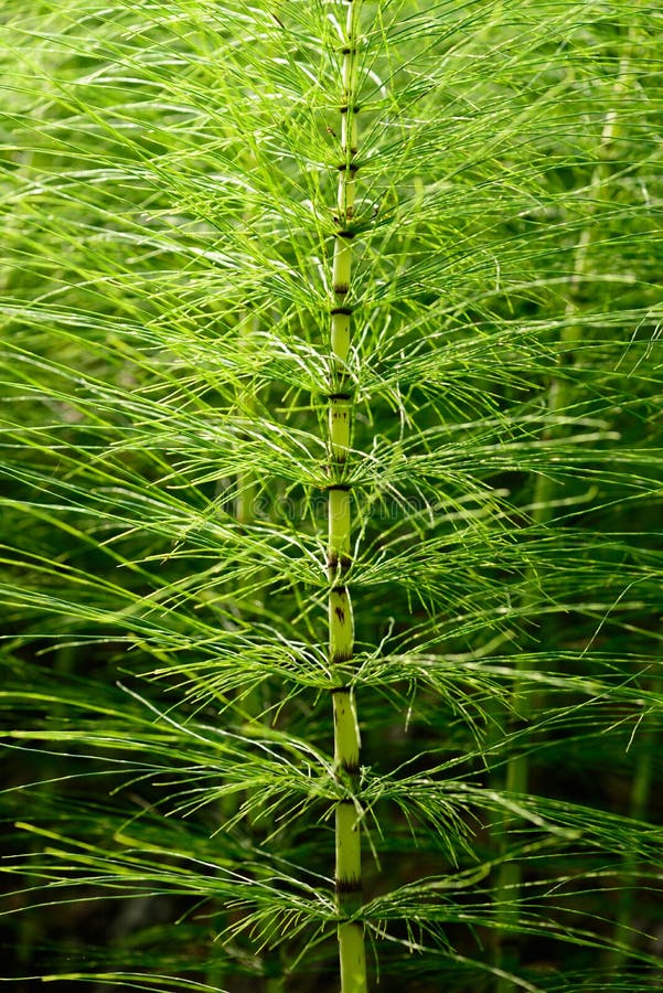 Equisetum stockfoto. Bild von betrieb, beständig, genre - 32615136