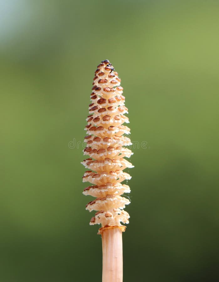 Equisetum arvense stock image. Image of perennial, field - 277628961