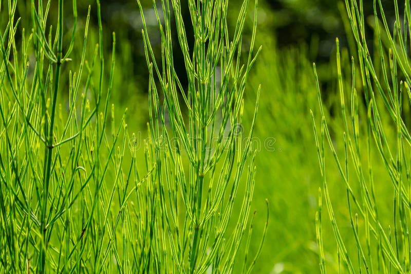 Equisetum Arvense, the Field Horsetail or Common Horsetail, is an ...