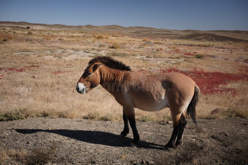 Equus ferus przewalskii stock image. Image of trip, foot - 21875843
