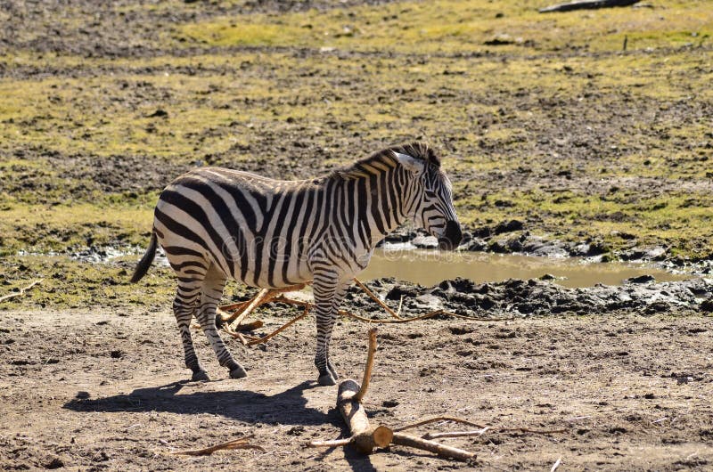 Equus zebra stock image. Image of stripes, tourism, equus - 30884089