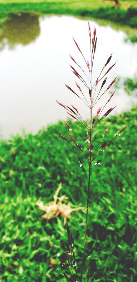 Japanese Lovegrass Stock Photos - Free & Royalty-Free Stock Photos from ...