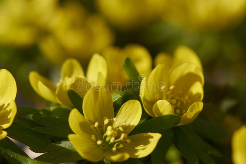 Eranthis Flowers stock image. Image of winter, aconite - 23715279