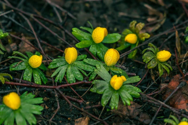 Eranthis Flowers in the Spring Stock Image - Image of color ...