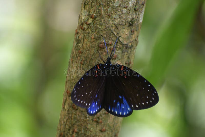 Erasmia Sanguiflua- Butterfly Stock Image - Image of butterfly, erasmia ...