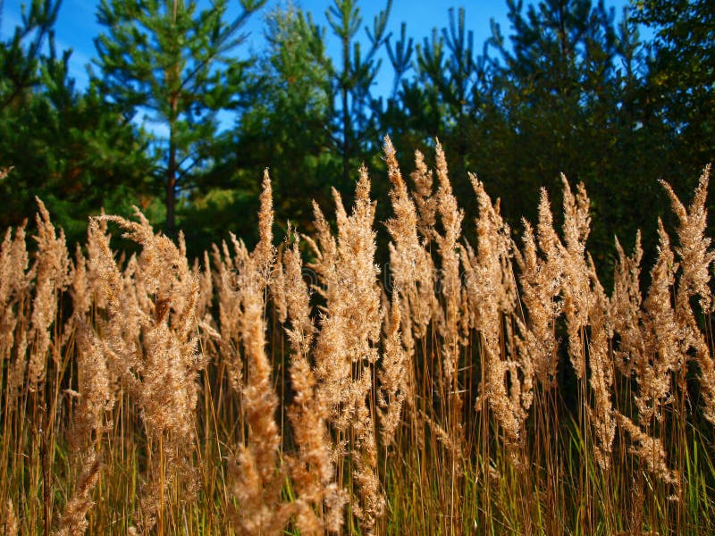 Erba immagine stock. Immagine di foresta, sera, serenità - 11396693