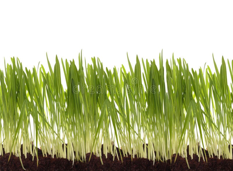 Erba immagine stock. Immagine di tiri, terreno, colore - 12669481