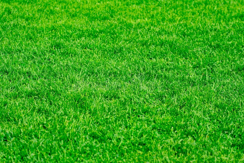 Erba immagine stock. Immagine di prato, naughty, sfondo - 14648223