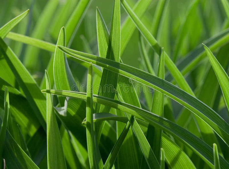 Erba immagine stock. Immagine di mattina, erba, campo - 14737099