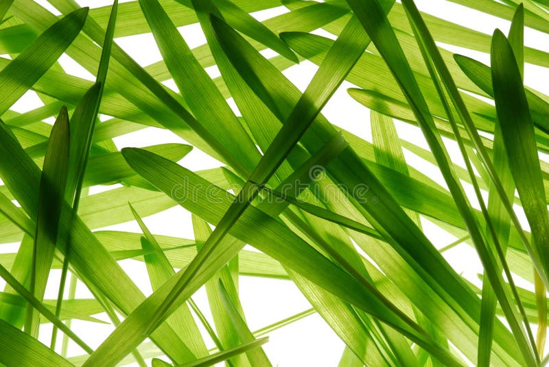Erba immagine stock. Immagine di organico, molla, agricoltura - 2055447