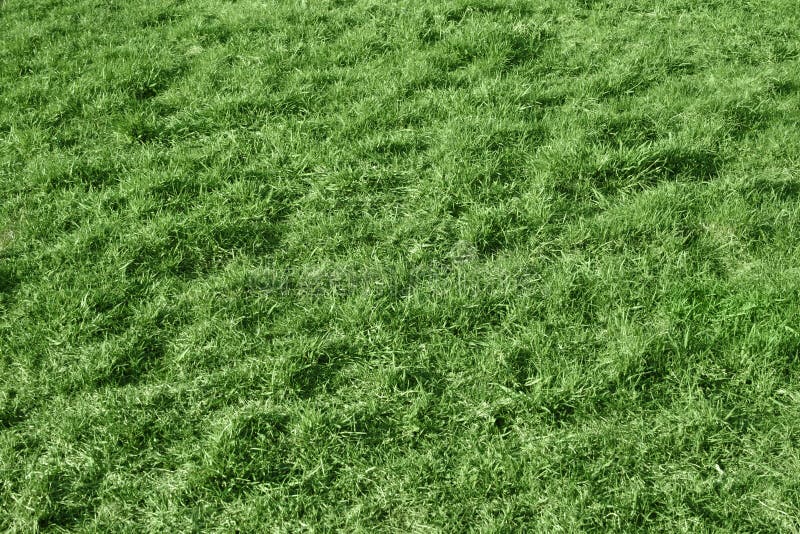 Erba fotografia stock. Immagine di prato, necklace, pascolo - 2383352