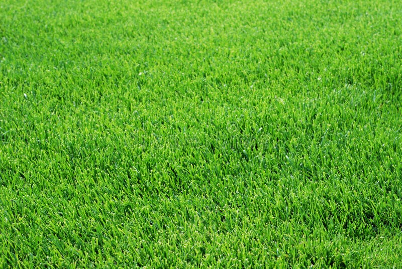 Erba fotografia stock. Immagine di coltivato, terra, freschezza - 2951708