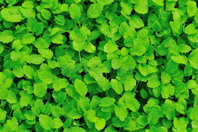 Erba fotografia stock. Immagine di agricoltura, giardino - 29637560