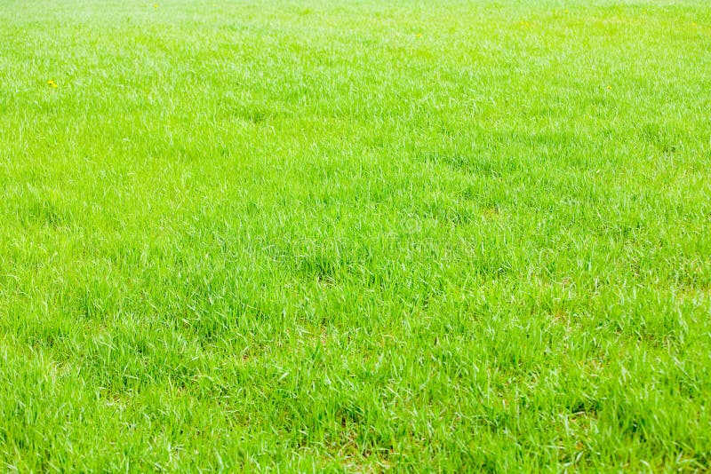 Erba fotografia stock. Immagine di palude, ecologia, iarda - 3231286