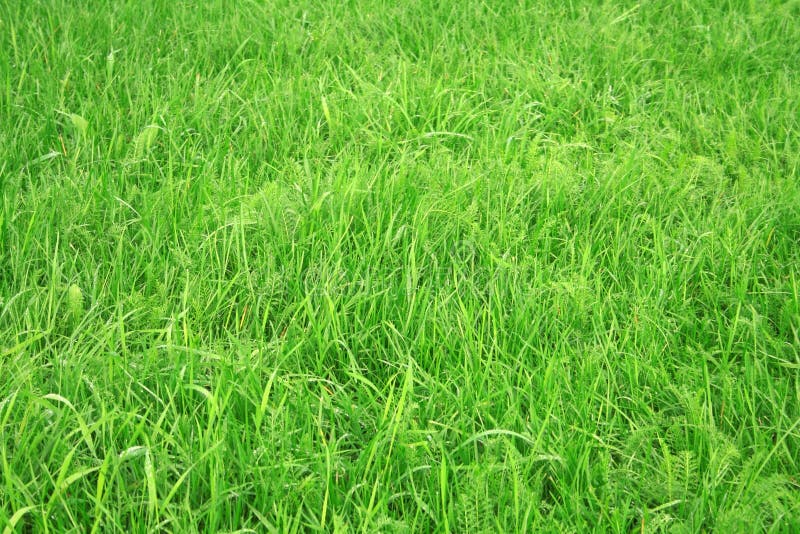 Erba immagine stock. Immagine di floreale, background - 5496161