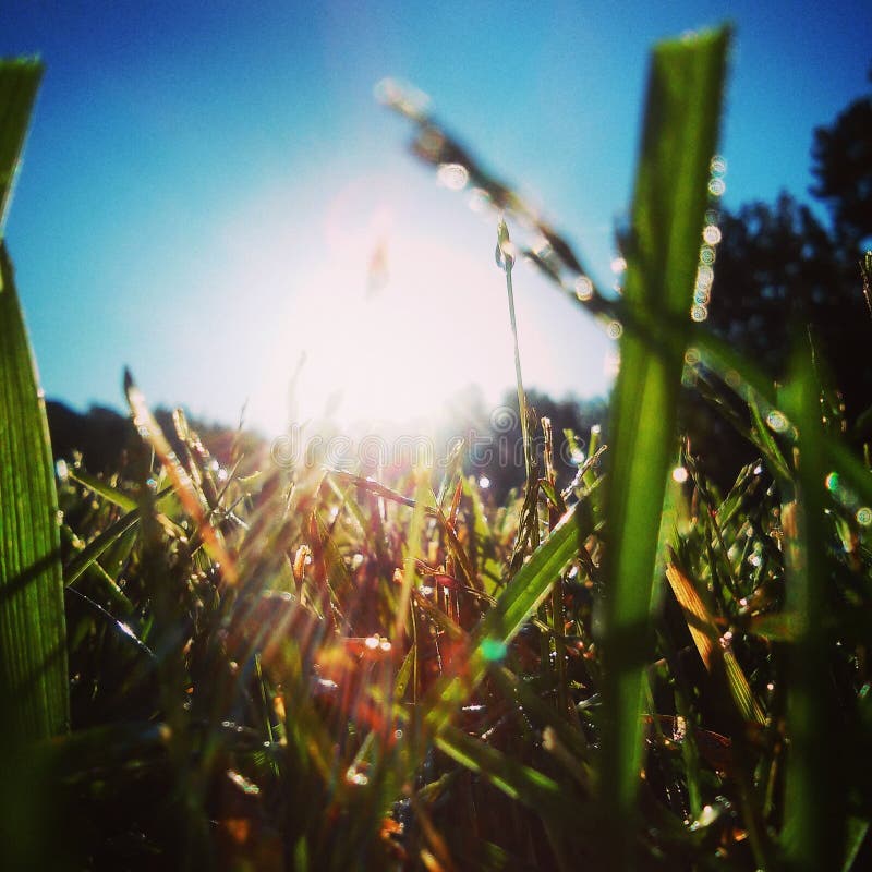 Erba fotografia stock. Immagine di erba, sole, vista - 47710530