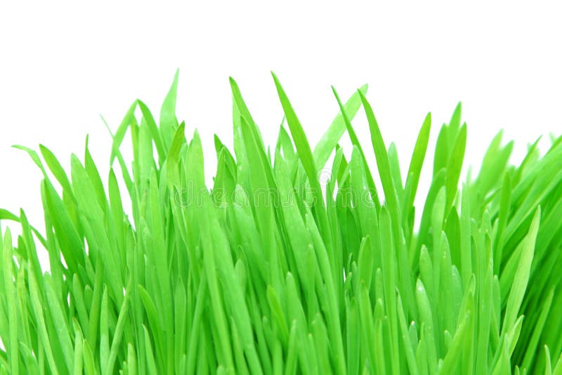 Erba immagine stock. Immagine di prato, aperto, fogli - 101976213