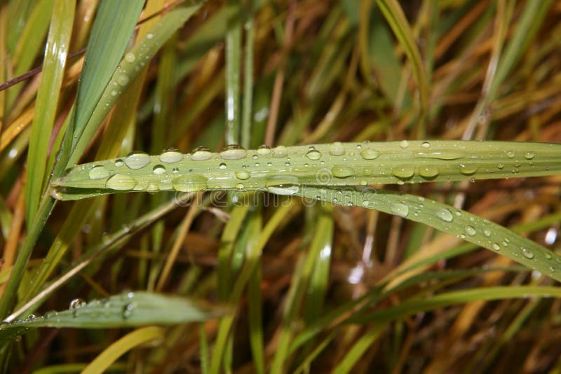 Erba fotografia stock. Immagine di righe, erbe, erba, pioggia - 7535922