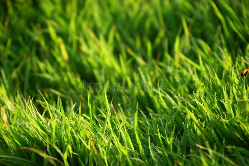 Erba fotografia stock. Immagine di verde, selvaggio, esterno - 82825284