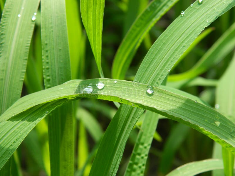 Erba fotografia stock. Immagine di molla, rappresentazione - 94719138