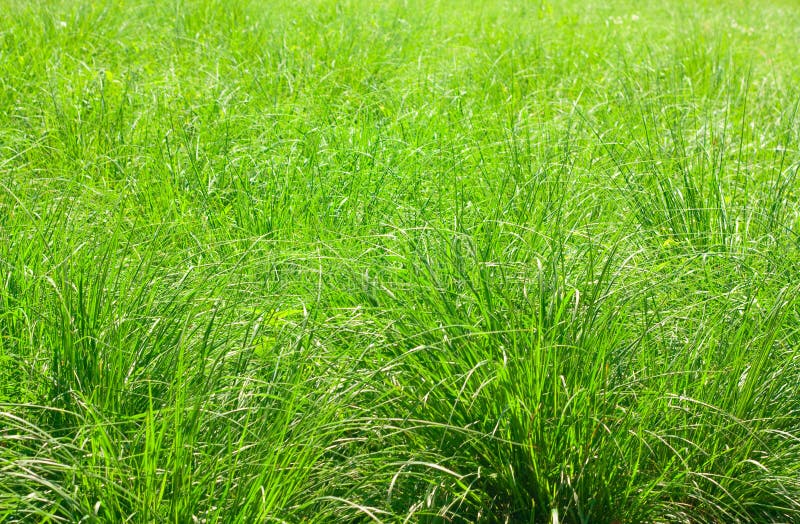 Erba alta fotografia stock. Immagine di paesaggio, decorazione - 14787228