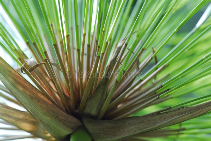 Erba alta immagine stock. Immagine di fiore, selvaggio - 2261277