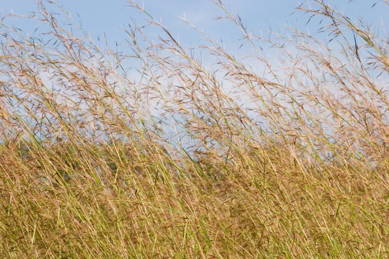 Erba alta immagine stock. Immagine di alto, cielo, erba - 845245