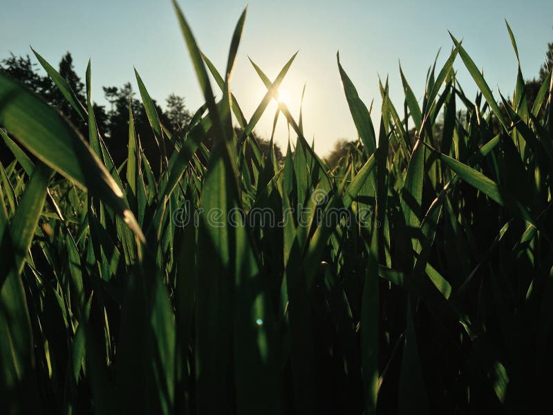 Erba alta fotografia stock. Immagine di naughty, regolazione - 92777106