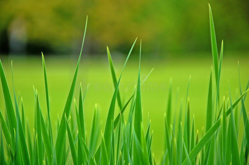 Erba alta in un prato fotografia stock. Immagine di lamierina - 2569788