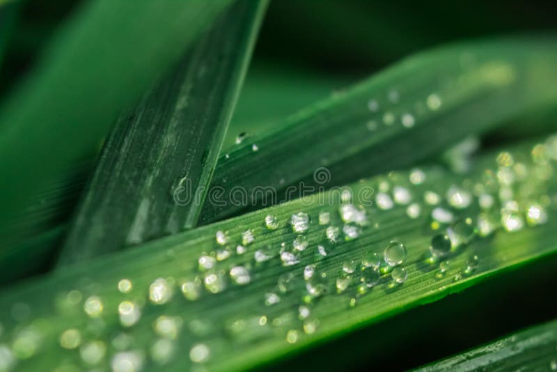Erba Bagnata Verde Con Rugiada Sull'lame. DOF Basso Fotografia Stock ...