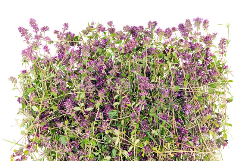 Erba Del Fiore Del Timo (origano) Immagine Stock - Immagine di petalo ...