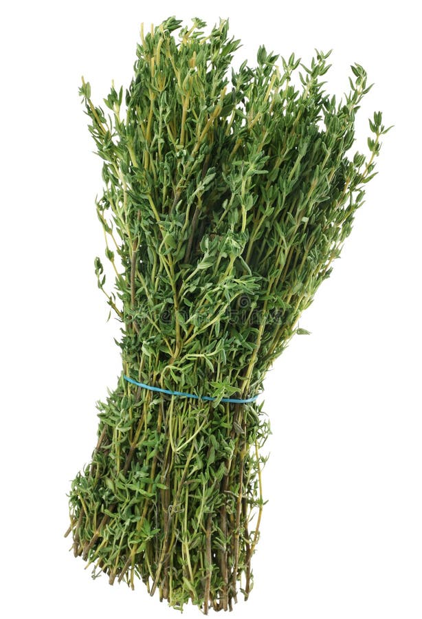 Erba del timo immagine stock. Immagine di verticale, erba - 8276031