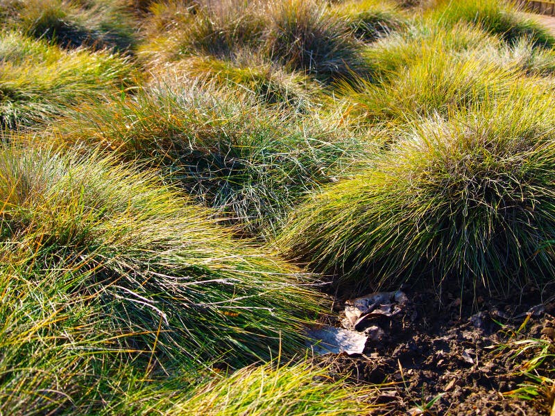 Erba Dell'ornamentale Di Glauca Del Festuca Immagine Stock - Immagine ...