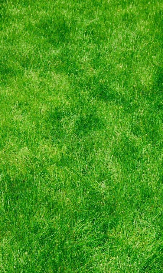 Verde Palude Color Pictures And Images - RGB Color Hex Code [#408000 - 45%]