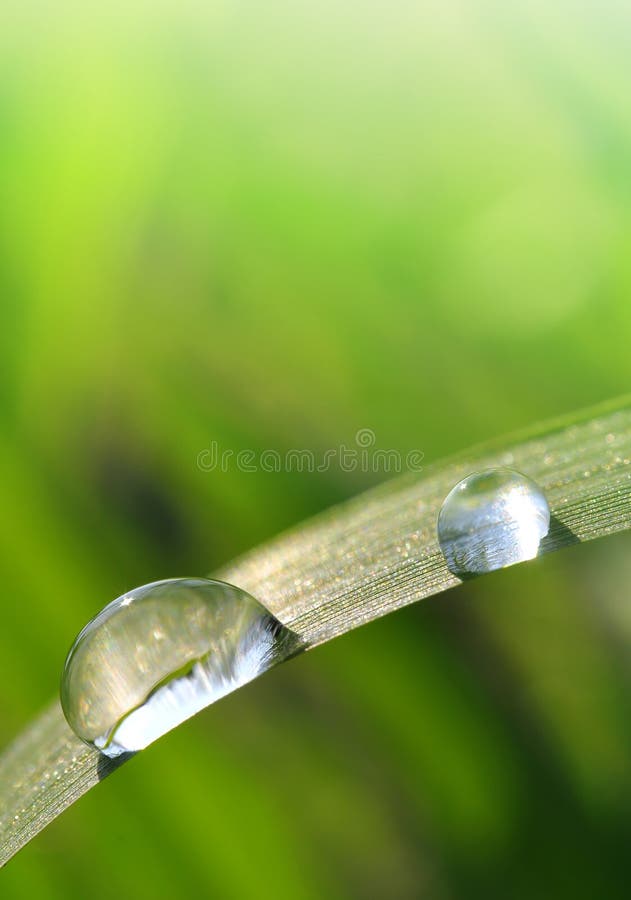 Erba Fresca Con Gocce Di Rugiada Immagine Stock - Immagine di vita ...