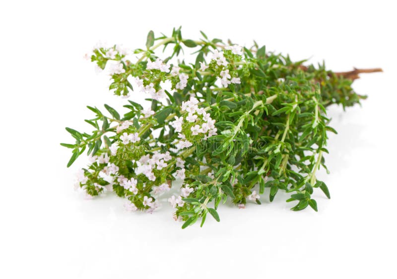 Pianta Dell'erba Del Timo Che Cresce in Un Vaso Afflitto Del Peltro ...