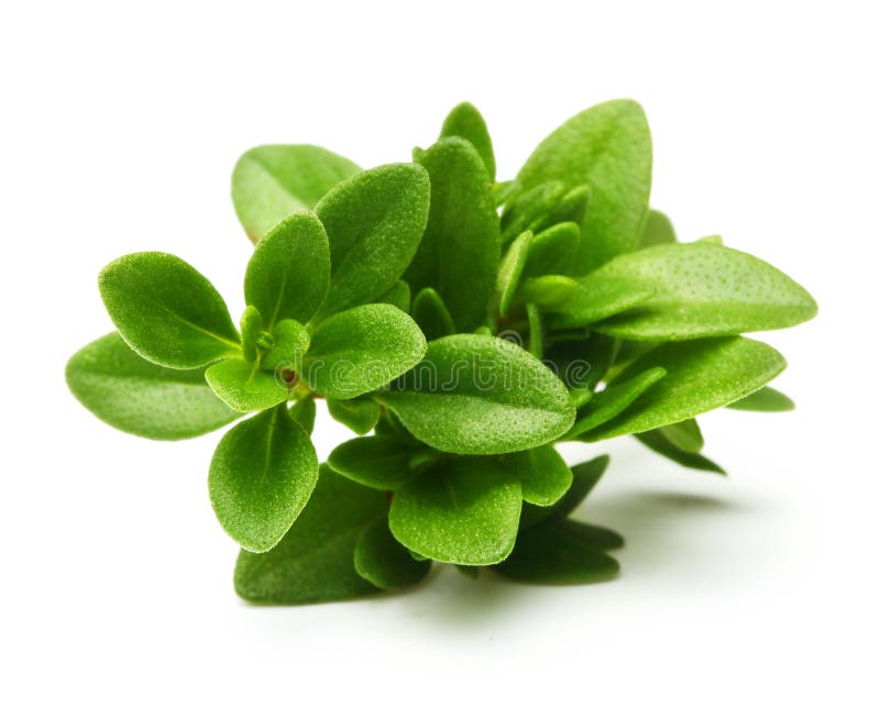 Erba Fresca Del Timo Isolata Fotografia Stock - Immagine di aromatico ...