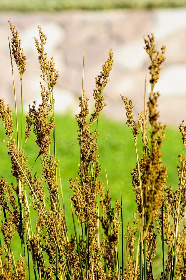 Erba selvatica immagine stock. Immagine di nave, semi - 43542157