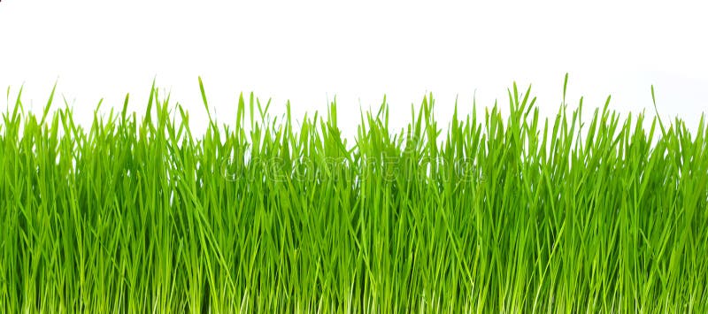 Erba su bianco fotografia stock. Immagine di giardino - 15855496