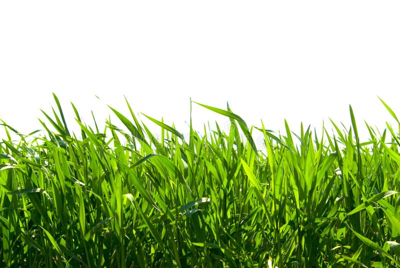 Erba su bianco immagine stock. Immagine di estate, prato - 4894439