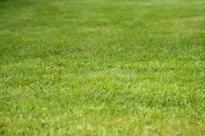 Prospettiva Di Erba Su Terra Immagine Stock - Immagine di zona, esterno ...