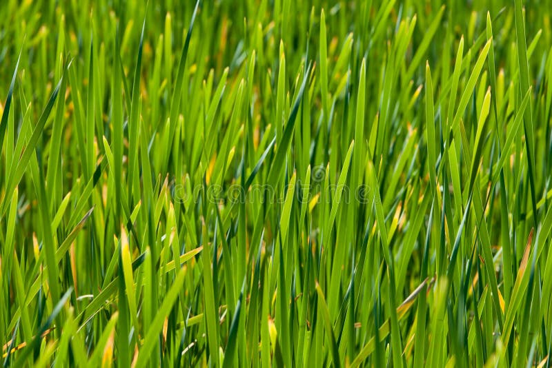 Erba verde immagine stock. Immagine di vibrante, antecedenti - 15039671