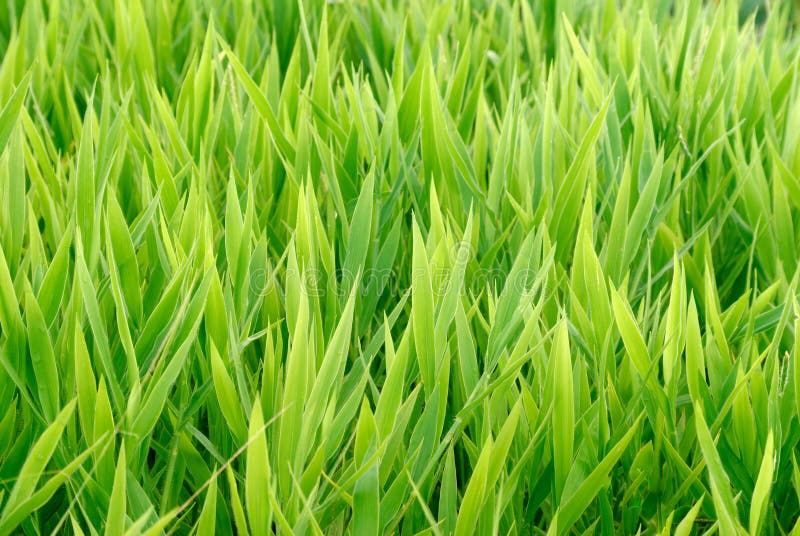 Erba verde immagine stock. Immagine di schermo, sviluppisi - 813797