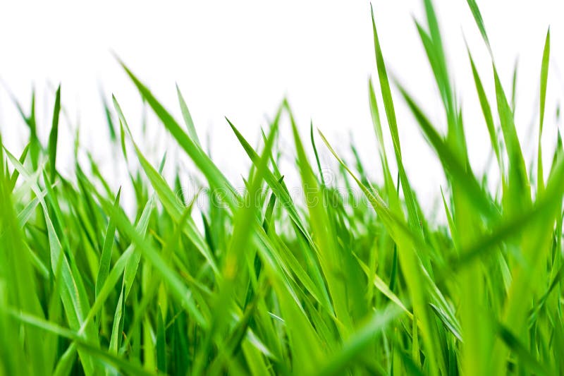 Erba verde immagine stock. Immagine di giardinaggio, colore - 19512499