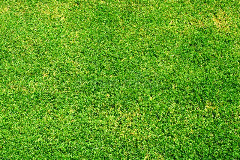 Erba verde immagine stock. Immagine di erba, chiusura, palude - 285035