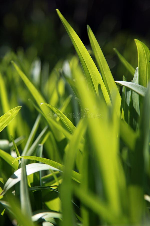 Erba verde immagine stock. Immagine di fogli, background - 30411717