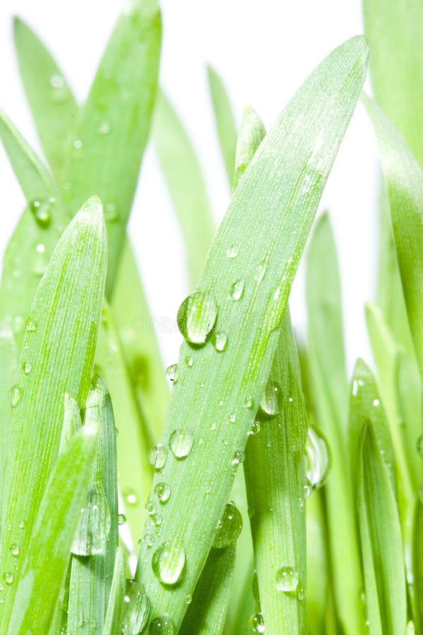 Erba verde immagine stock. Immagine di giardinaggio, colore - 19512499