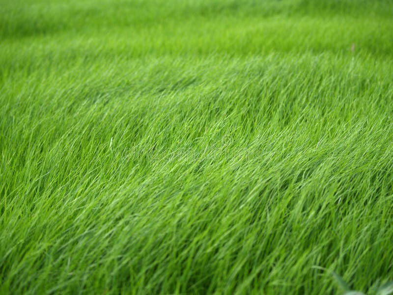 Erba verde immagine stock. Immagine di schermo, sviluppisi - 813797