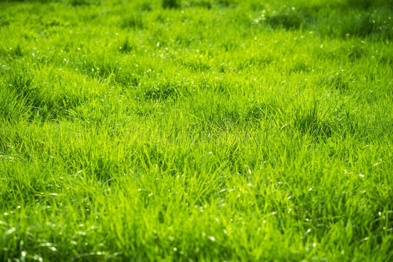 Erba Verde Fertile Della Sorgente Nel Pascolo Della Prateria Fotografia ...